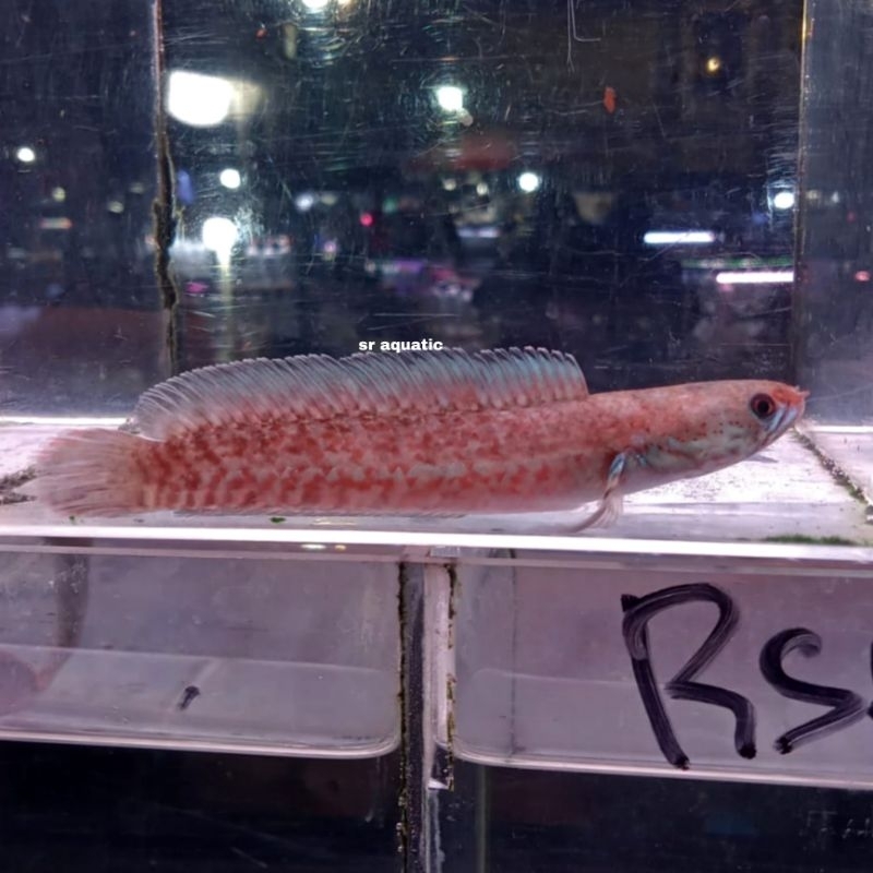 Jual Channa Blue Andrao Hiasan Aquarium Ikan Channa | Shopee Indonesia