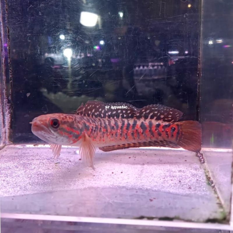 Jual Channa RSP Kalimaya Channa Red Spot Hiasan Aquarium | Shopee Indonesia