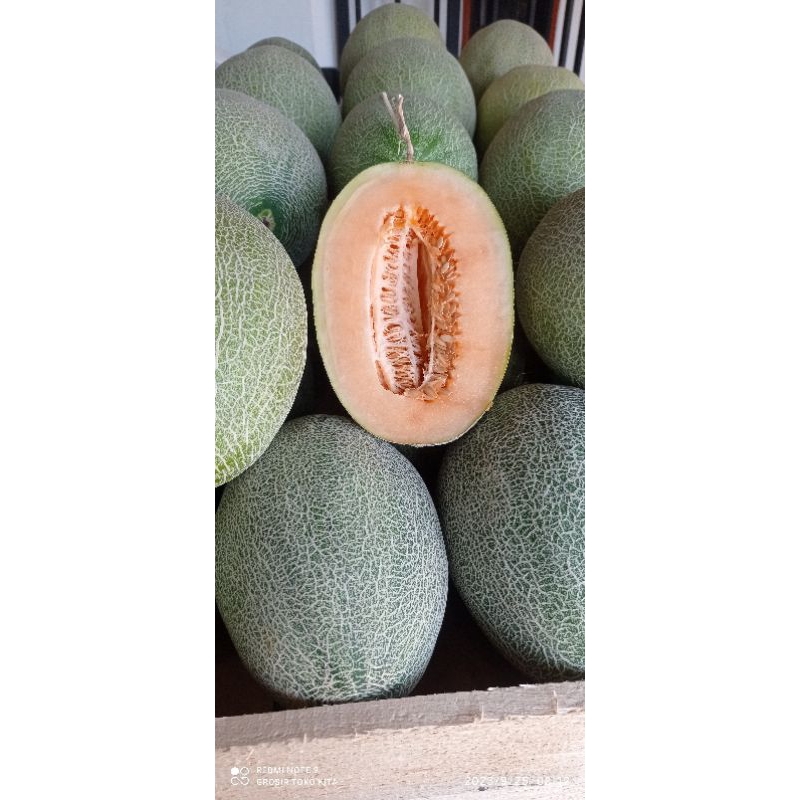 Jual melon king honey (hidroponik) | Shopee Indonesia