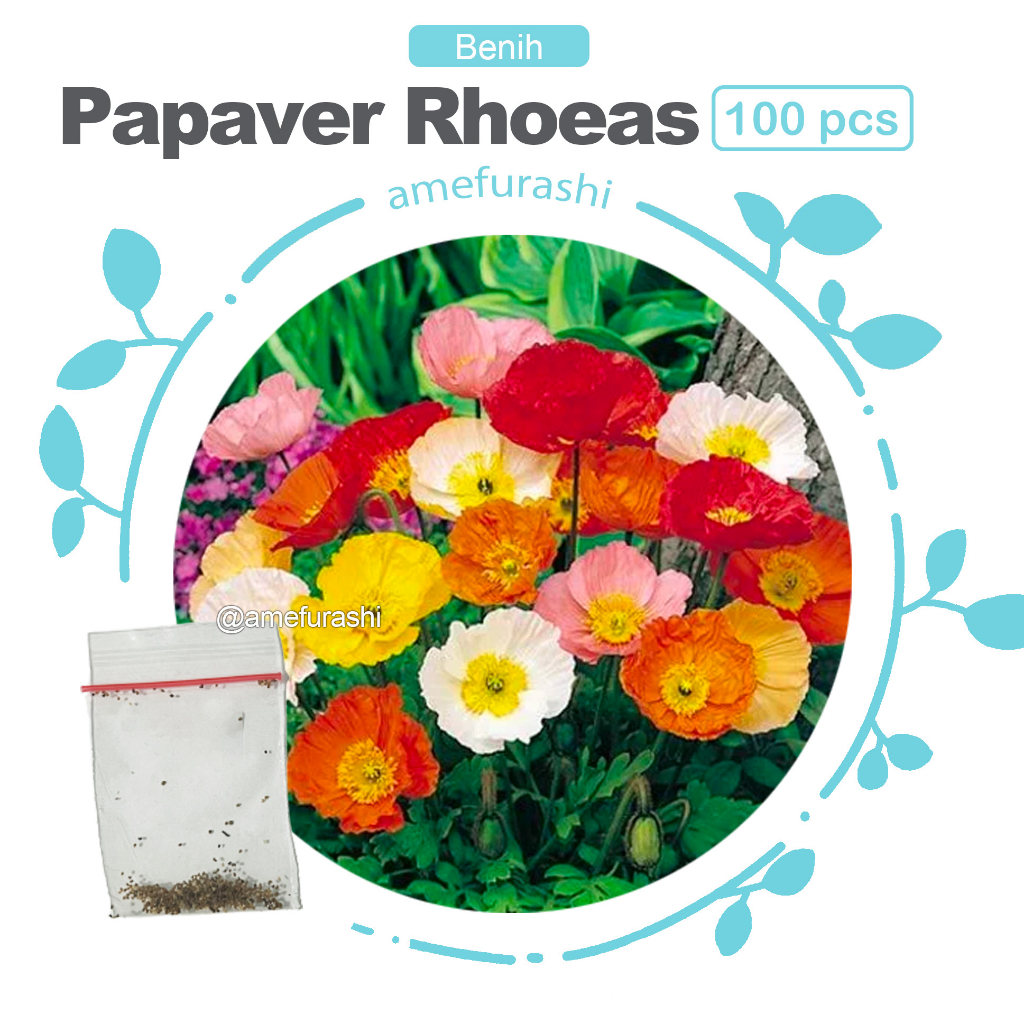 Jual Amefurashi 10 Benih Biji Bibit Bunga Peony Mix Paeonia Lactiflora ...