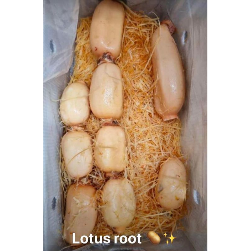 Jual Lotus Root / Kg | Shopee Indonesia