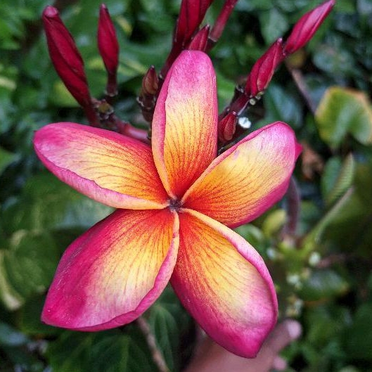 Jual Plumeria Rubra | Bibit Stek Kamboja bunga langka | Shopee Indonesia