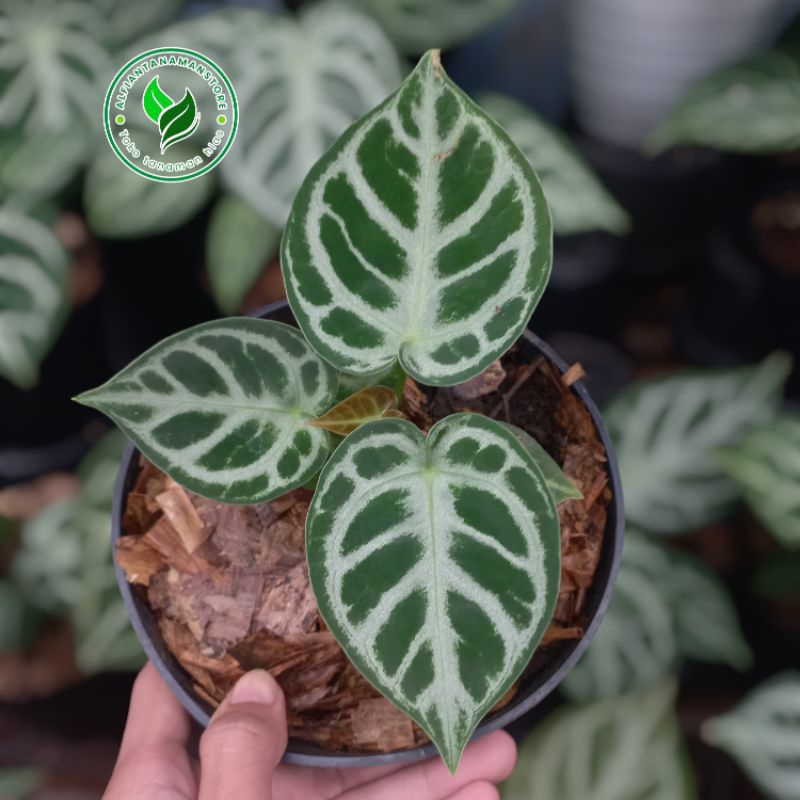 Jual BISA COD tanaman anthurium dorayaki silver blush anakan ...