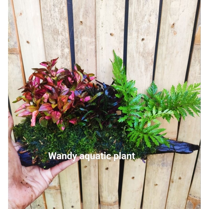 Jual kayu rentek full tanaman+moss | Shopee Indonesia