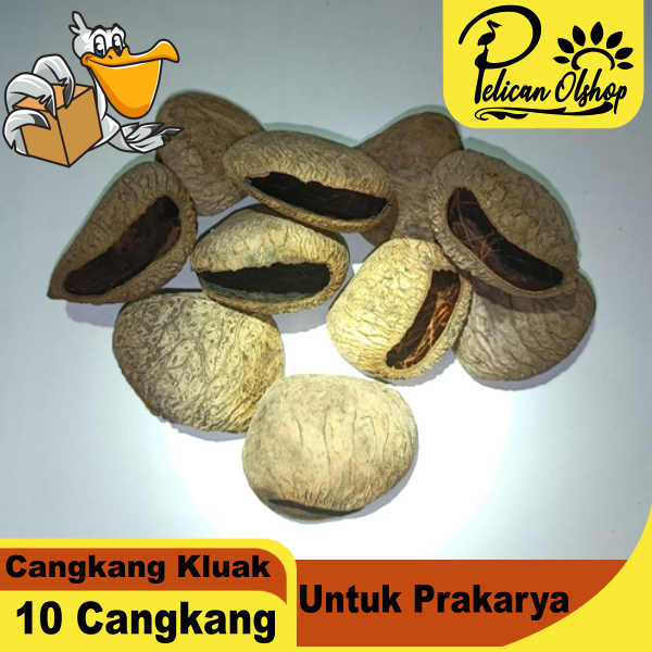 Jual Cangkang Kluak Klewek Picung Kelewek Untuk Prakarya Kerajinan ...