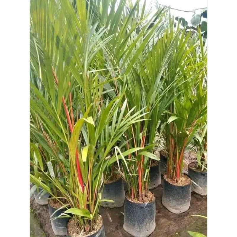 Jual PROMO Pinang Merah/Palem Merah Ukuran -+60cm | Shopee Indonesia