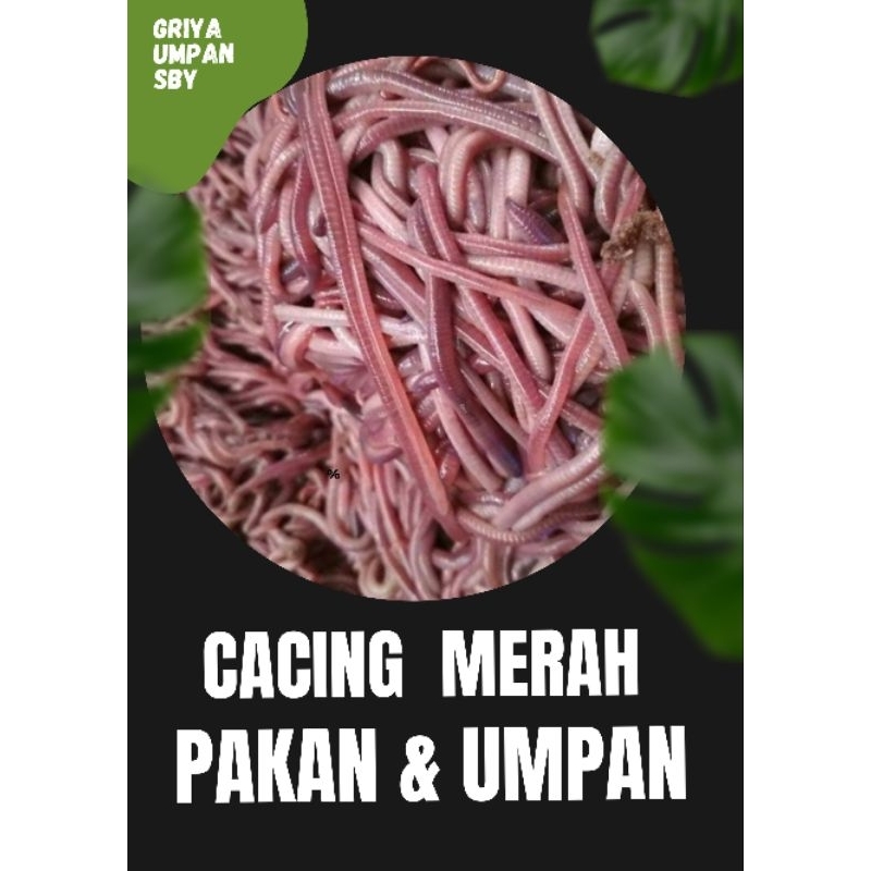 Jual CACING TANAH PAKAN BURUNG UMPAN PANCING PAKAN IKAN PREDATOR CACING ...