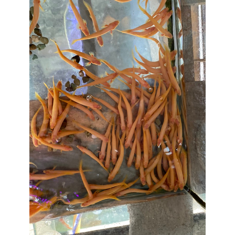 Jual naga/plmas albino (3 ekor) | Shopee Indonesia Jual naga/plmas albino (3 ekor) | Shopee Indonesia