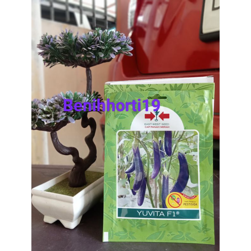 Jual Benih terong Yuvita F1 isi 400 butir | Shopee Indonesia