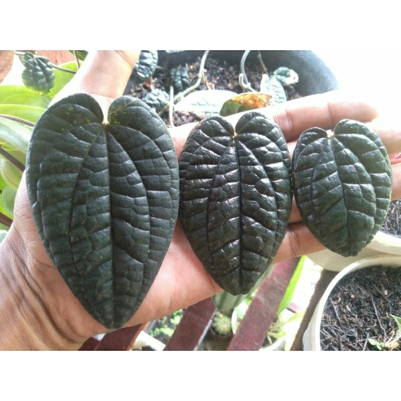 Jual DAUN SIRIH HITAM PAPUA ORIGINAL | Shopee Indonesia