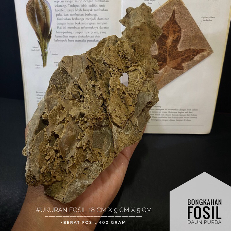 Jual Bongkahan Fosil Daun Purba E4 atau Fosil Tumpukan Daun atau Fossil ...