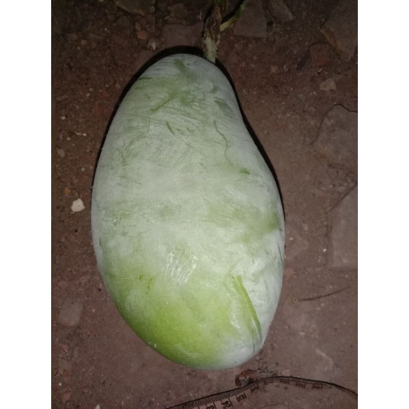 Jual Labu bligo kundur segar 802 gr | Shopee Indonesia