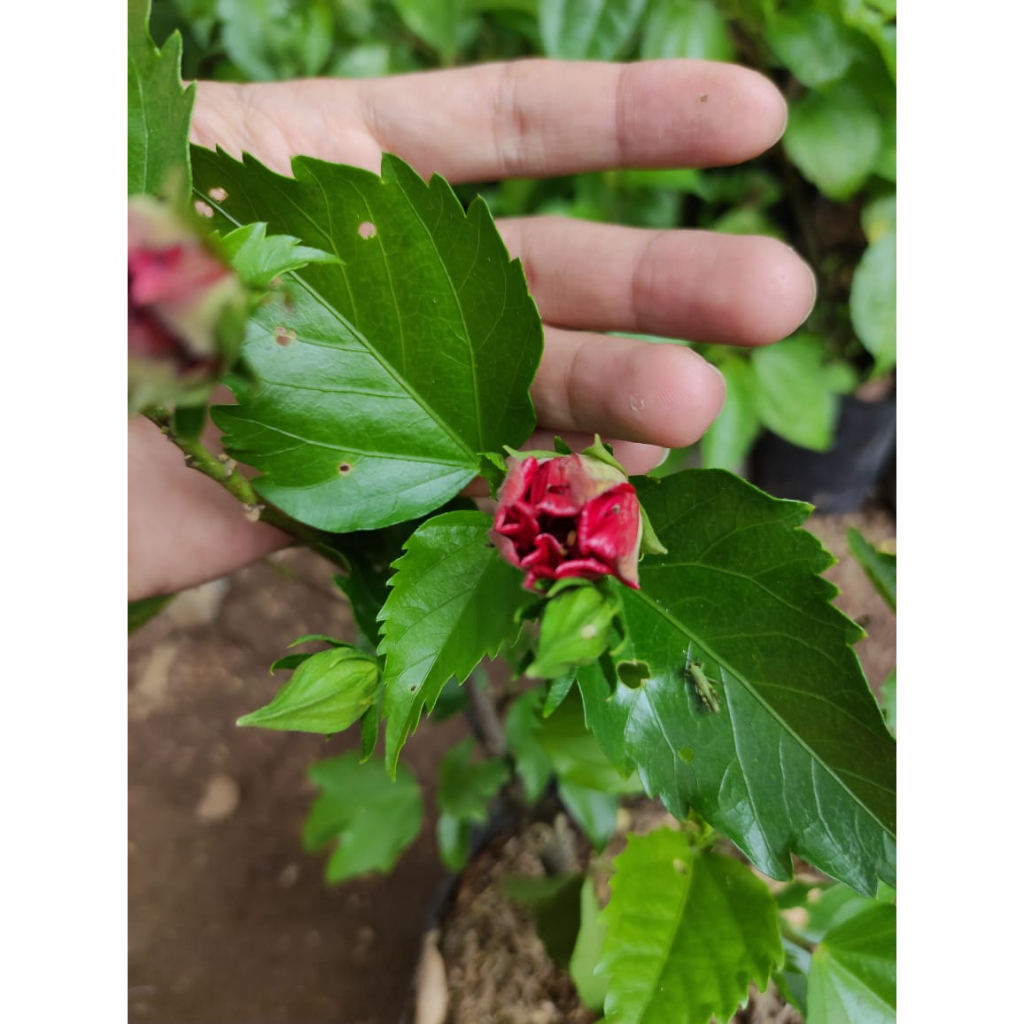 Jual Bibit bunga sepatu - pohon bunga sepatu bunga merah - daun wera ...