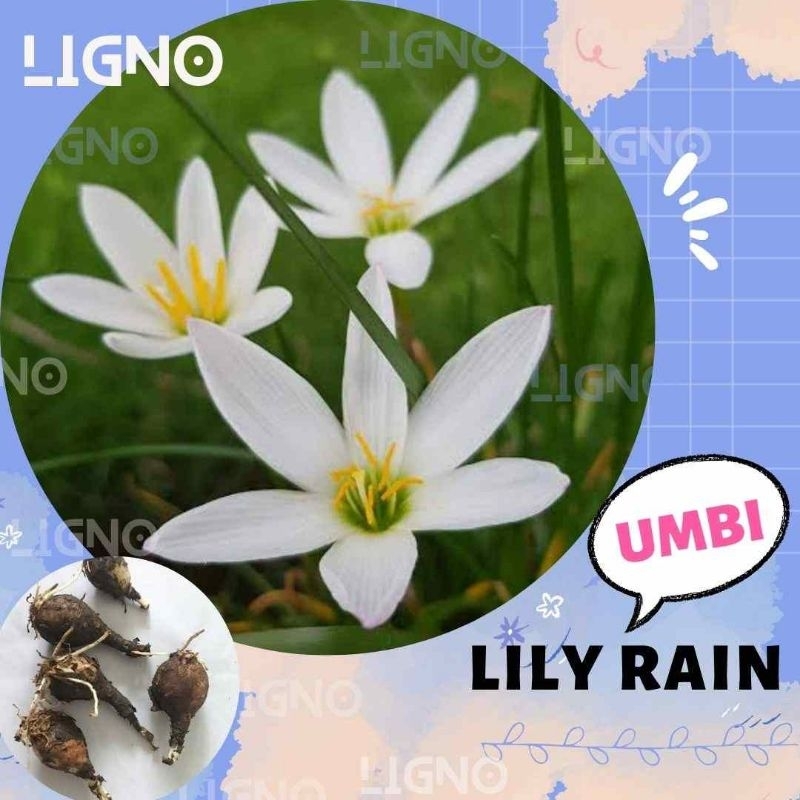Jual Umbi LILY RAIN WHITE - Bibit Bunga | Shopee Indonesia