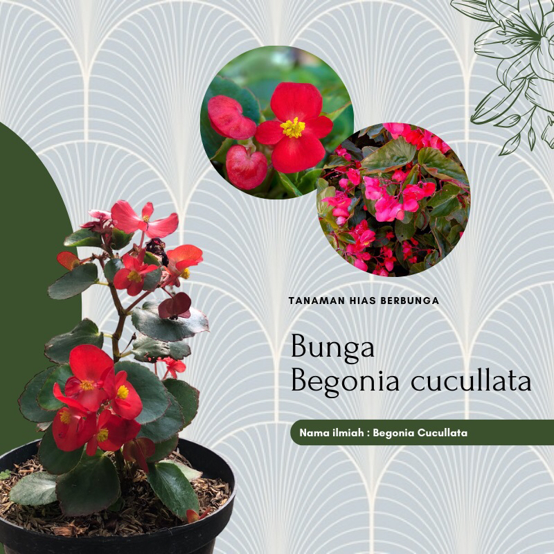 Jual Tanaman Hias Bunga Begonia Cucullata ( Sudah Berbunga ) | Shopee ...