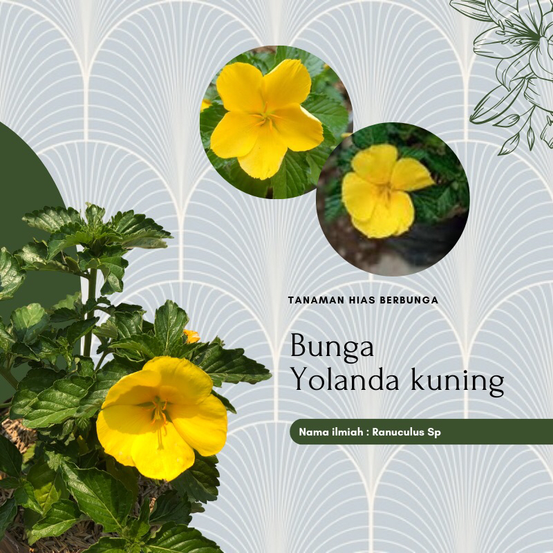 Jual Tanaman Hias Bunga Yolanda kuning ( Sudah Berbunga ) | Shopee ...