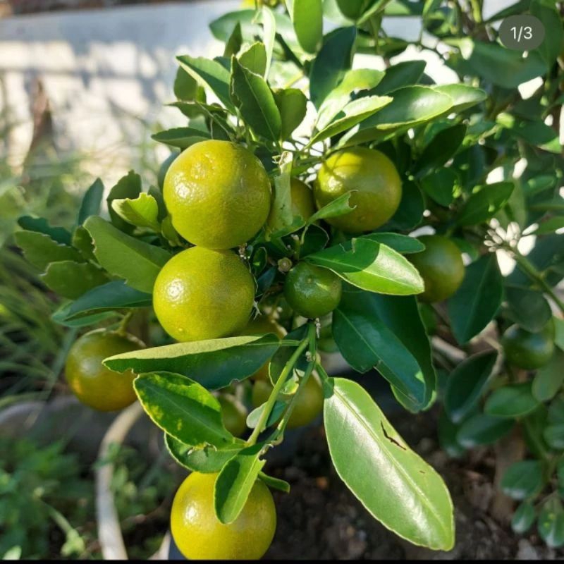 Jual Bibit jeruk kasturi//Monde//kunci//lemon cui sudah berbuah ...