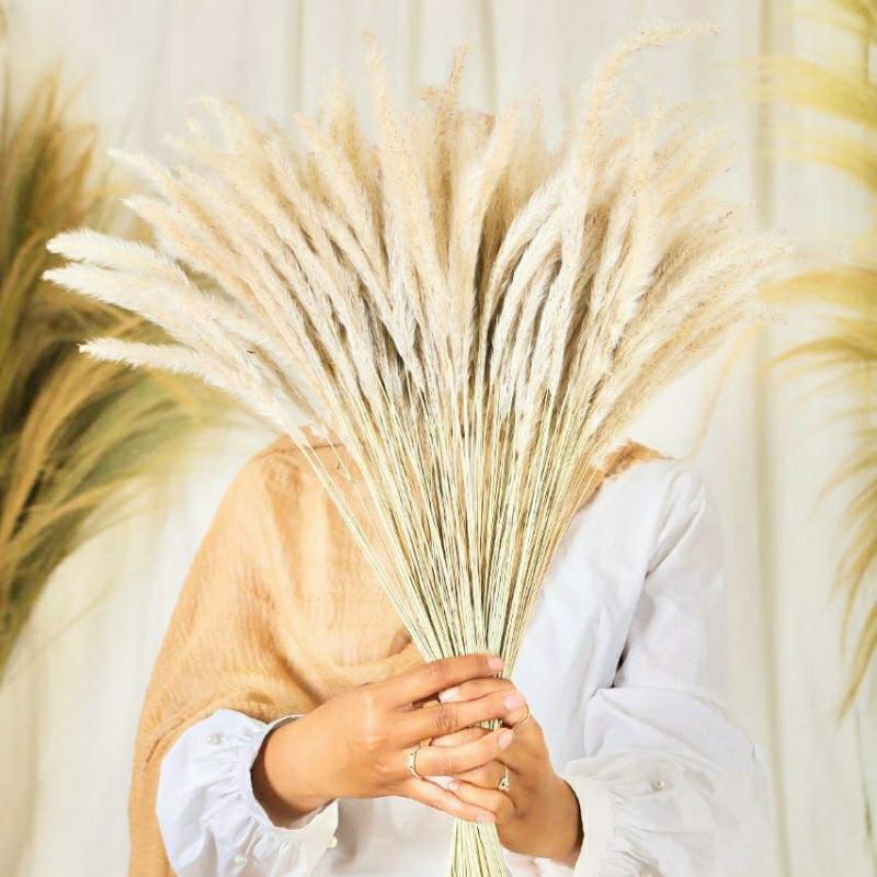 Jual Dekorasi Daun Rustik Kering ALANG ALANG Palem Sikas Pampas Gandum ...