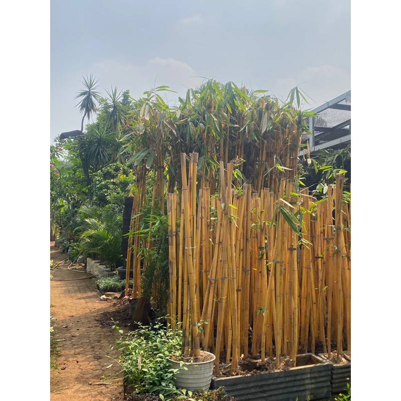Jual tanaman hias bambu kuning panda // ukuran 2 meter | Shopee Indonesia