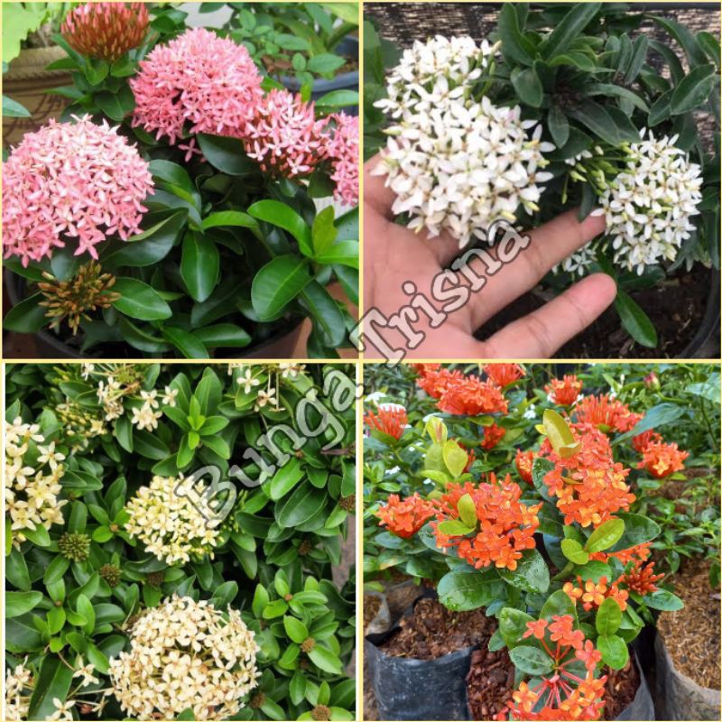 Jual PAKET HEMAT 4 PCS TANAMAN BUNGA ASOKA RIMBUN SUDAH BERBUNGA ...