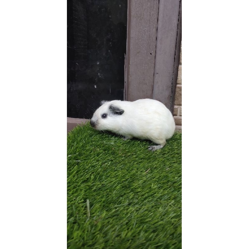 Jual marmut/guinea pig california putih | Shopee Indonesia