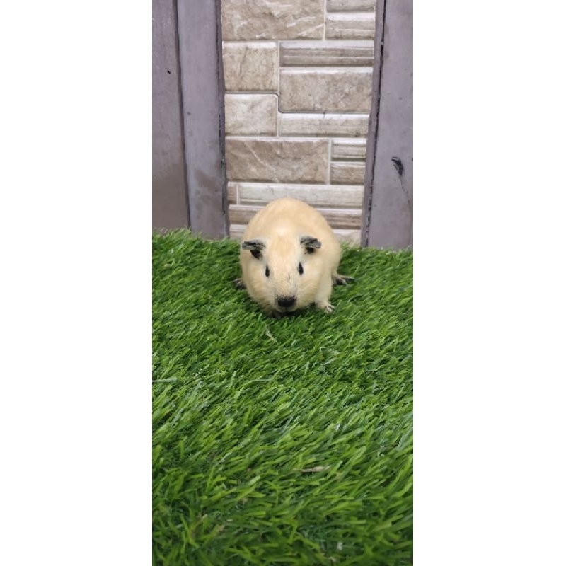 Jual marmut/guinea pig california krem | Shopee Indonesia