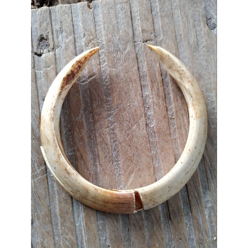 Jual taring babi hutan asli ori | Shopee Indonesia