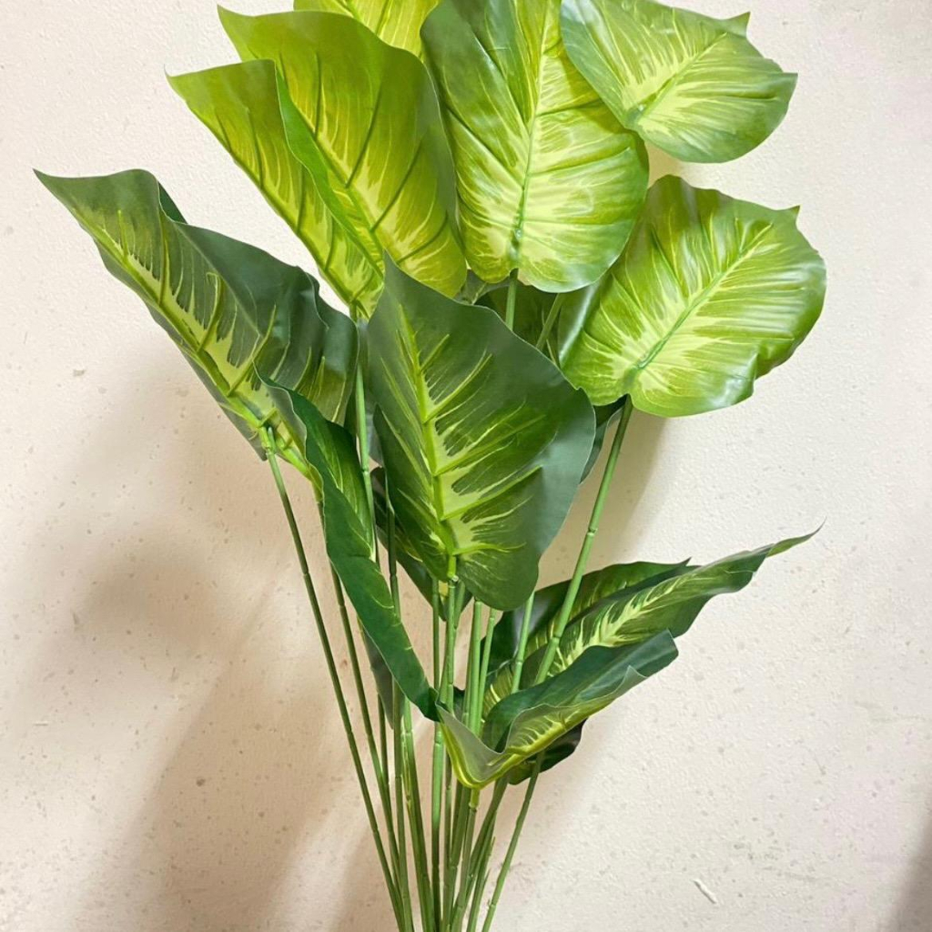 Jual Daun Hias Sudut Jumbo X18 tanaman estetik | Shopee Indonesia
