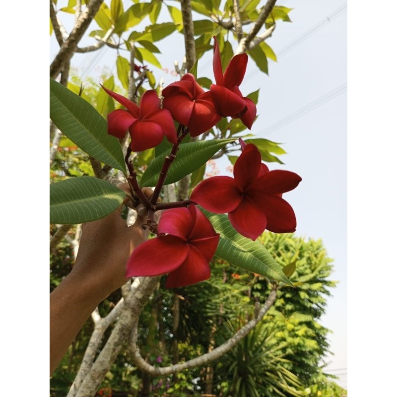 Jual POHON KAMBOJA BALI BUNGA MERAH KECAP ASLI | Shopee Indonesia