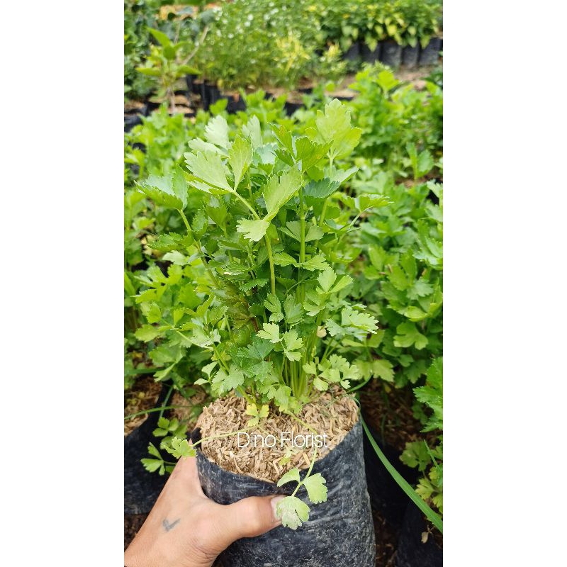 Jual Bibit Tanaman Seledri / Tanaman Sayuran | Shopee Indonesia