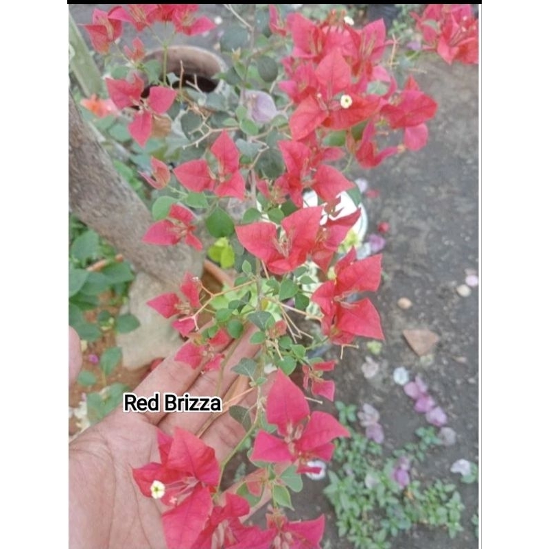 Jual Bougenville Brizza Red Ori (Bibit) | Shopee Indonesia