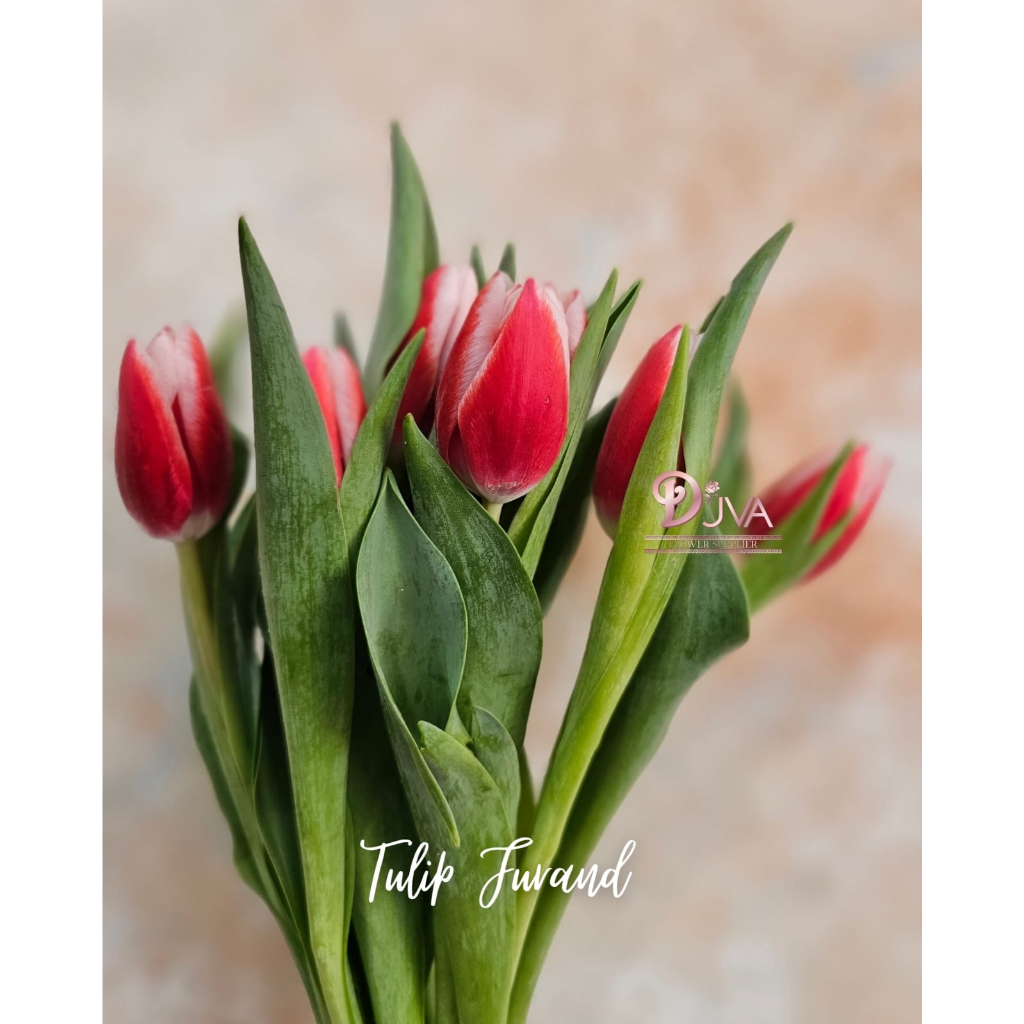 Jual Bunga Potong Murah /Bunga Segar Tulips Holland Perikat Fresh ...