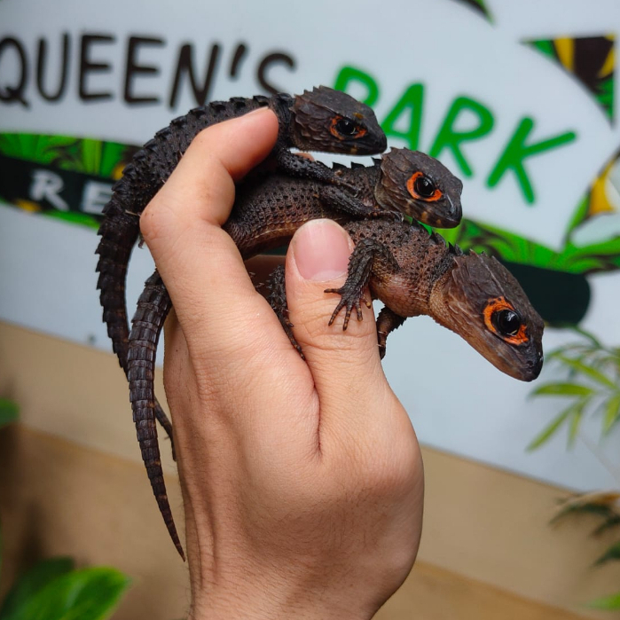 Jual Red Eye Crocodile Skink / Croc Skink / Kadal Duri / Kadal ...