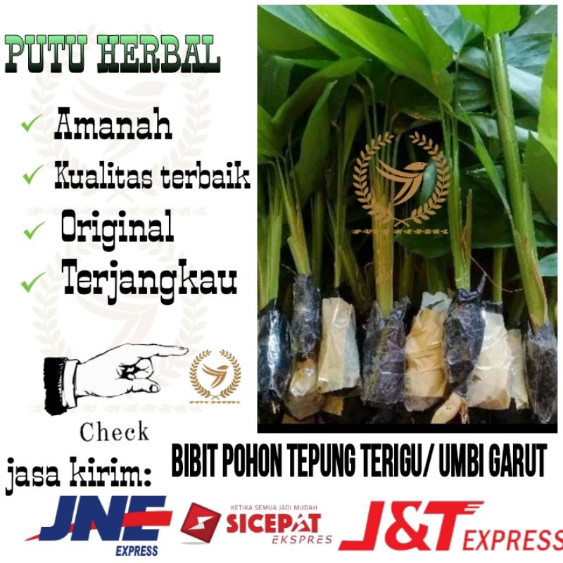 Jual Bibit terigu unggulan | Bibit umbi garut | 1 PCS ( 5 pohon ...