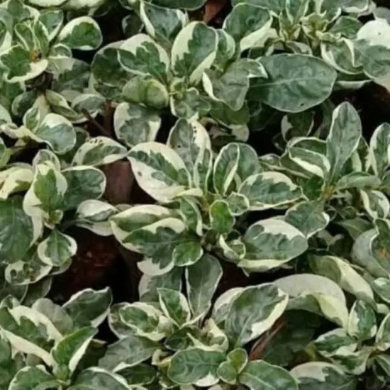 Jual tanaman indah krokot hijau putih(white green) | Shopee Indonesia