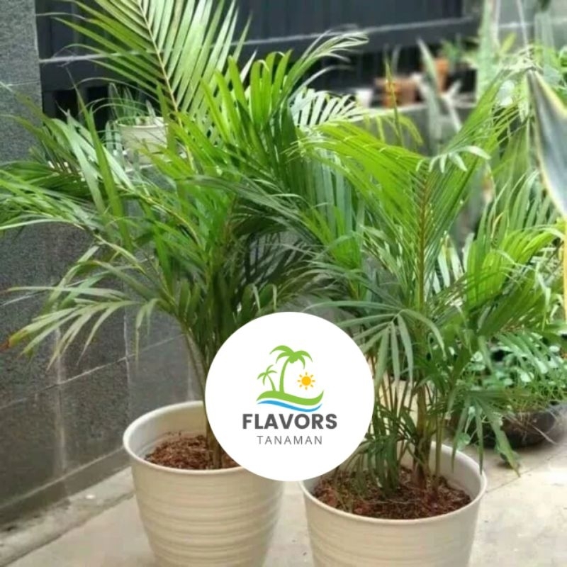 Jual ( BISA BAYAR DI TEMPAT ) Tanaman pohon palem kuning i - pohon palm ...