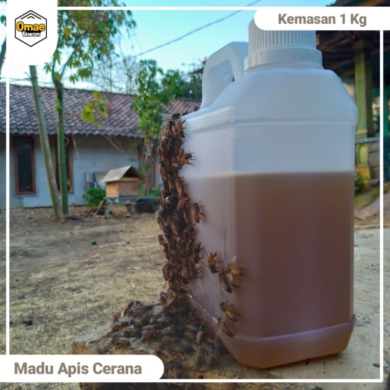 Jual MADU HUTAN MURNI LEBAH LIAR (apis cerana) asli murni 100% tanpa ...