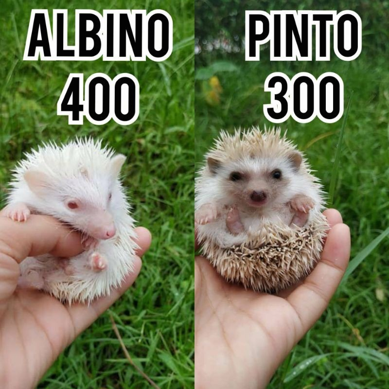 Jual Landak Mini Albino Pinto | Shopee Indonesia