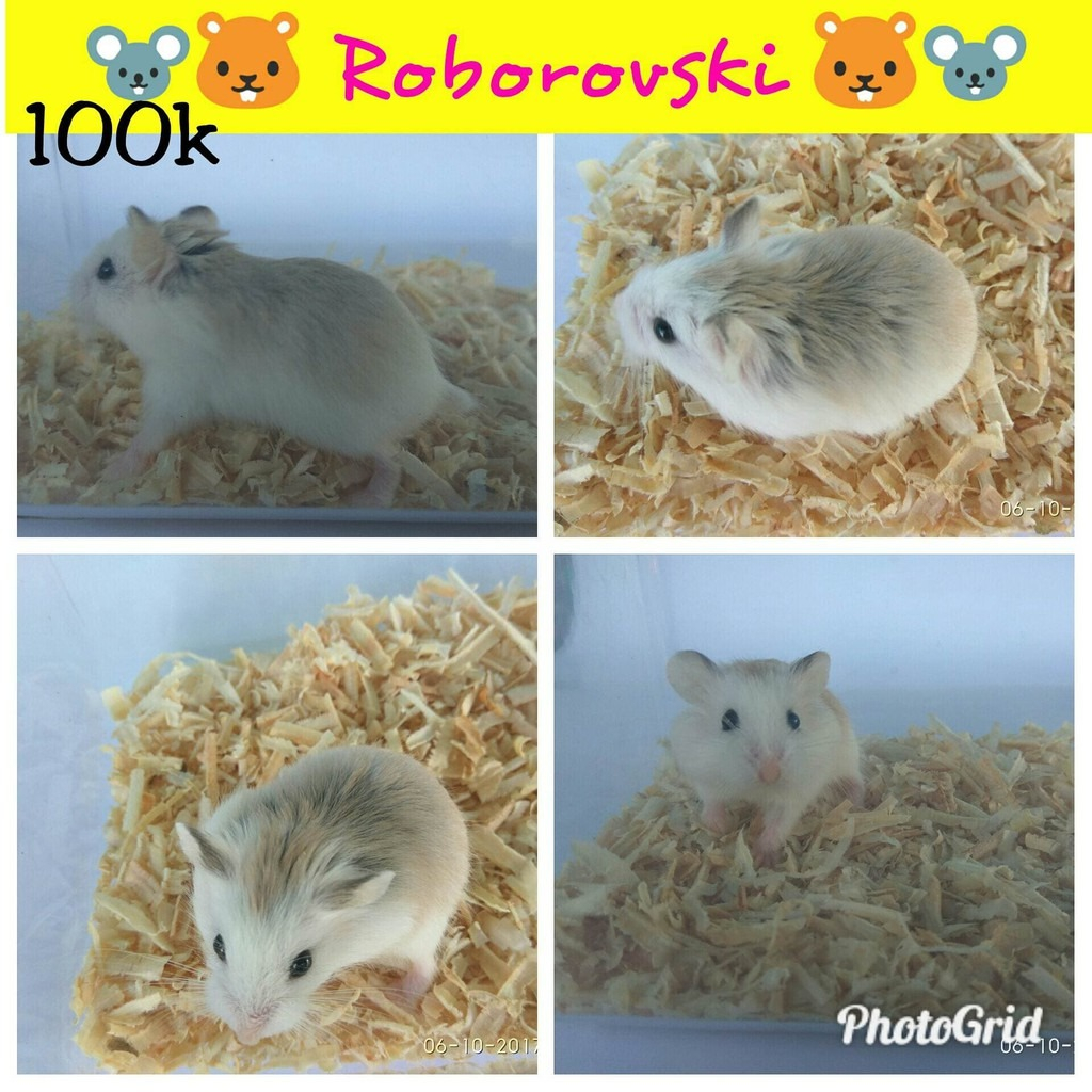 Jual Hamster Roborovski Robo | Shopee Indonesia