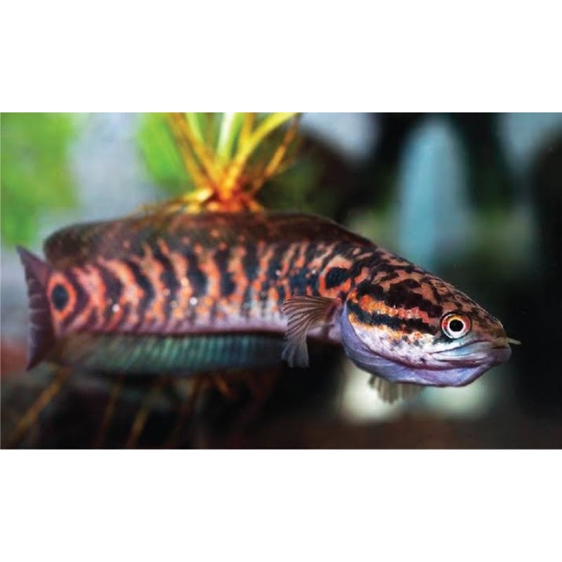 Jual RED SPOT TICA PURE 11-12 CM | Shopee Indonesia