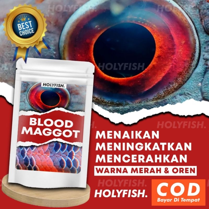 Jual Pakan Ikan BLOOD MAGGOT Maggot Kering Ikan Channa Yellow Sentarum ...