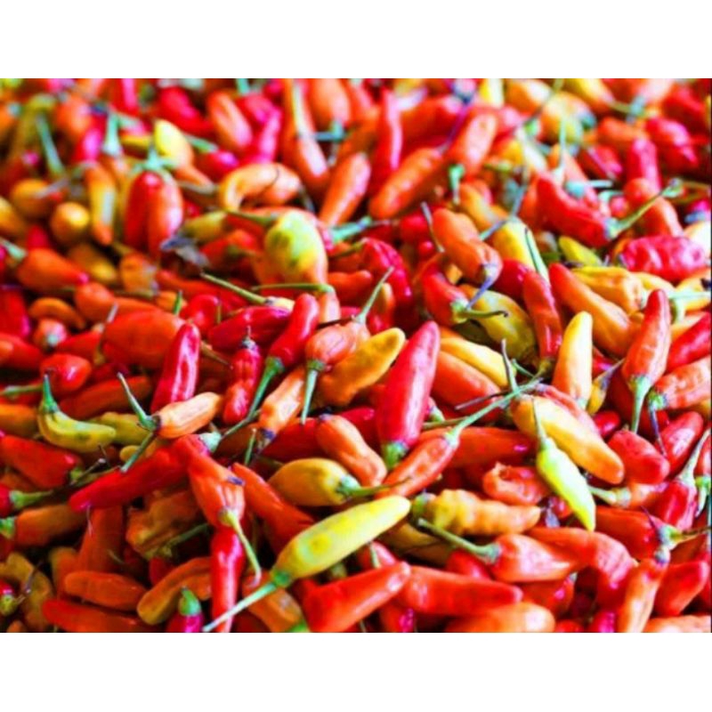 Jual CABE RAWIT CABE SETAN PEDES MANTEP | Shopee Indonesia