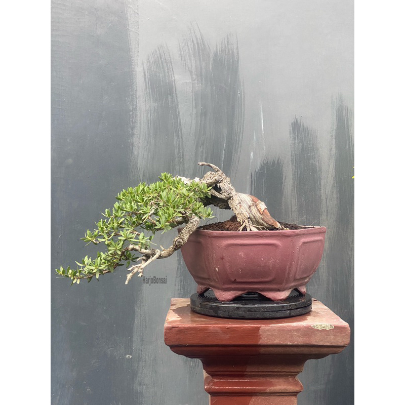 Jual bonsai tua santigi cascade | Shopee Indonesia