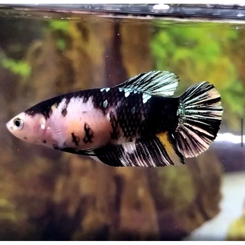 Jual Cupang nemo koi anakan asli 100% bahan kontes | Shopee Indonesia