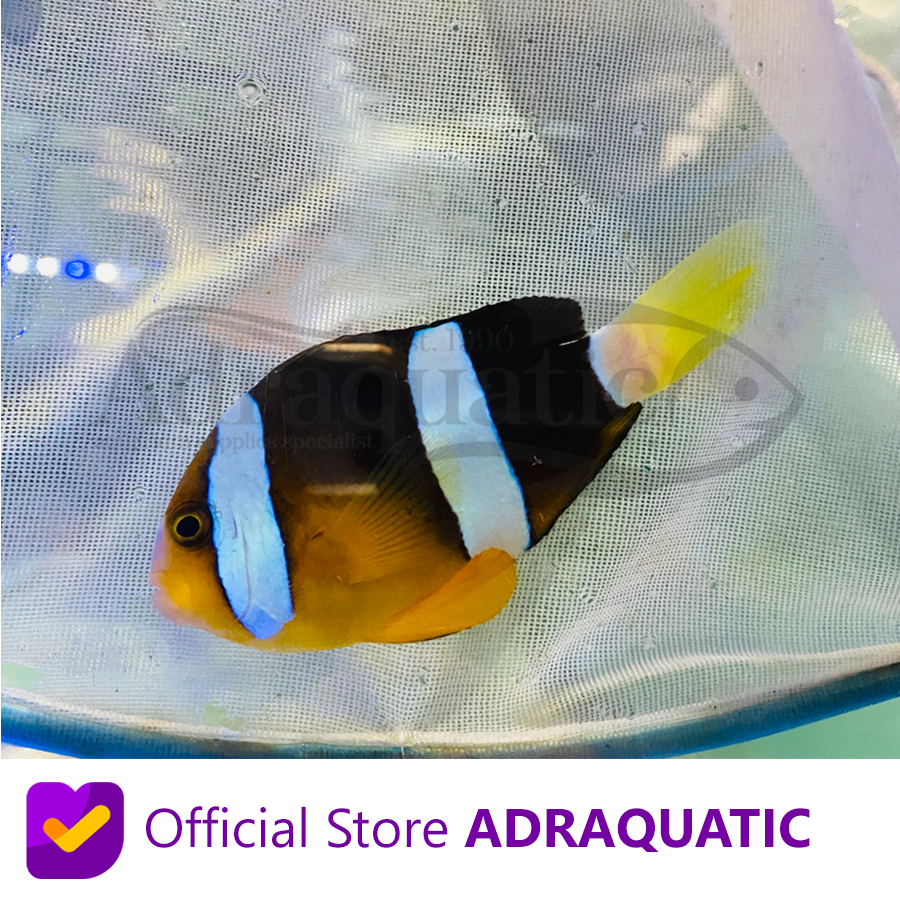 Jual (INSTANT BANDUNG) IKAN HIAS AIR LAUT POLIMAS | Shopee Indonesia