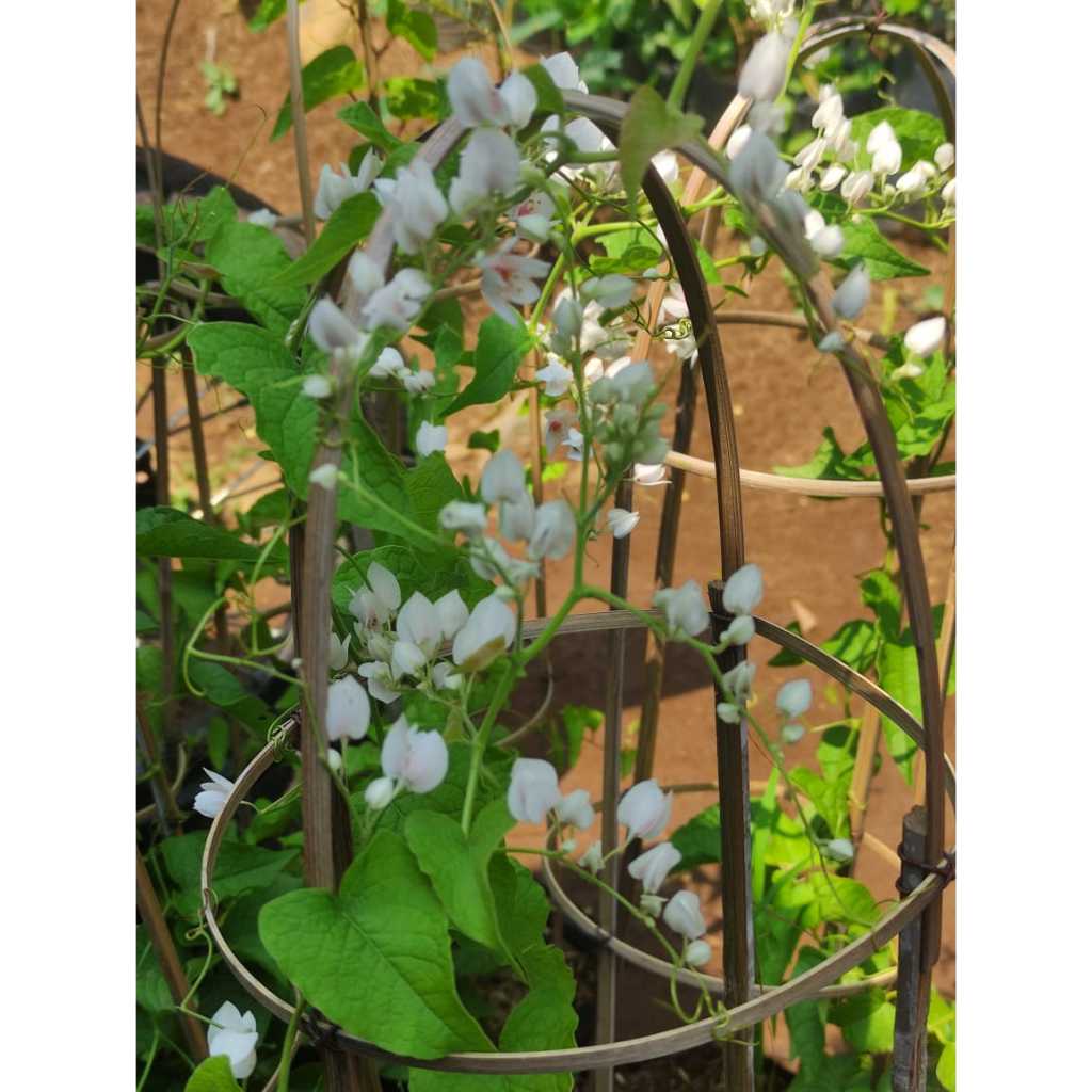 Jual Tanaman rambat air mata pengantin bunga putih / AMP / BELI 5 ...