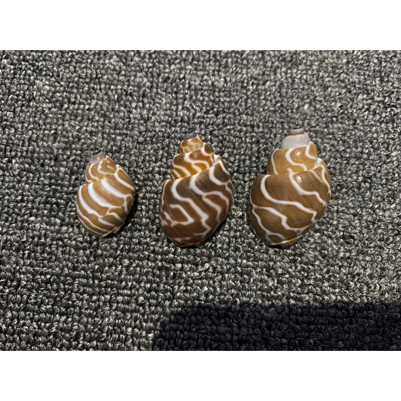 Jual CANGKANG KERANG MACAN POLA KHUSUS | Shopee Indonesia