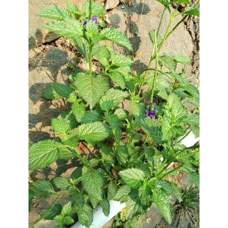 Jual DAUN PECUT KUDA 100 GRAM / DAUN PECUT KUDA SEGAR | Shopee Indonesia