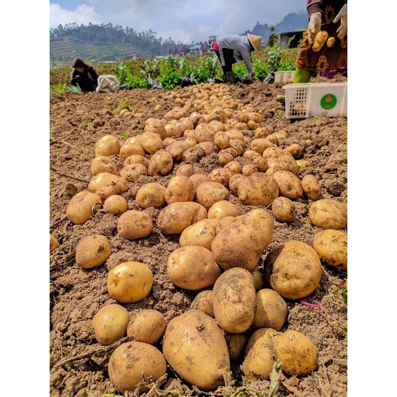 Jual Kentang Dieng Super 1kg | Shopee Indonesia