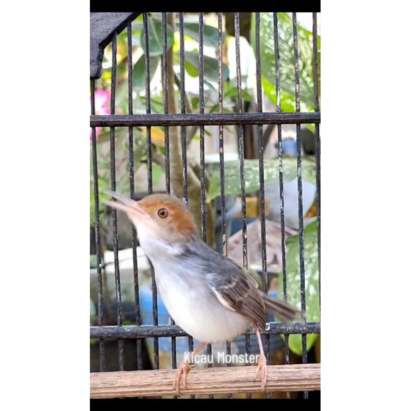 Jual BURUNG PERJAK ATAS BETINA | Shopee Indonesia